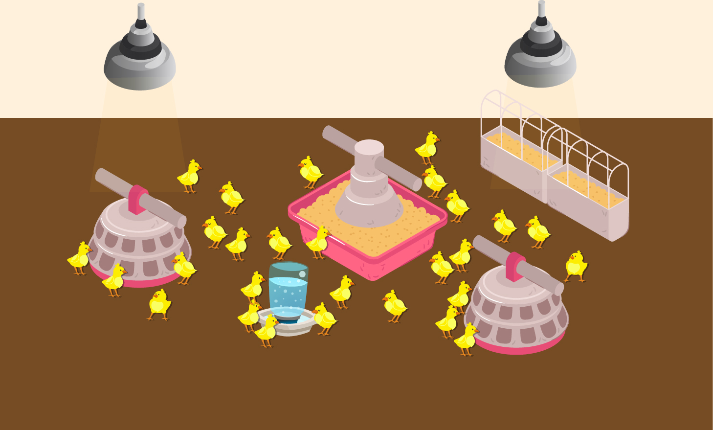 Is brooding management play keyrole in poultry industry